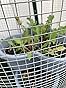 Amazon.com : Burpee ' Seascape' Strawberry Fruit | 25 Bare Root, Plants ...
