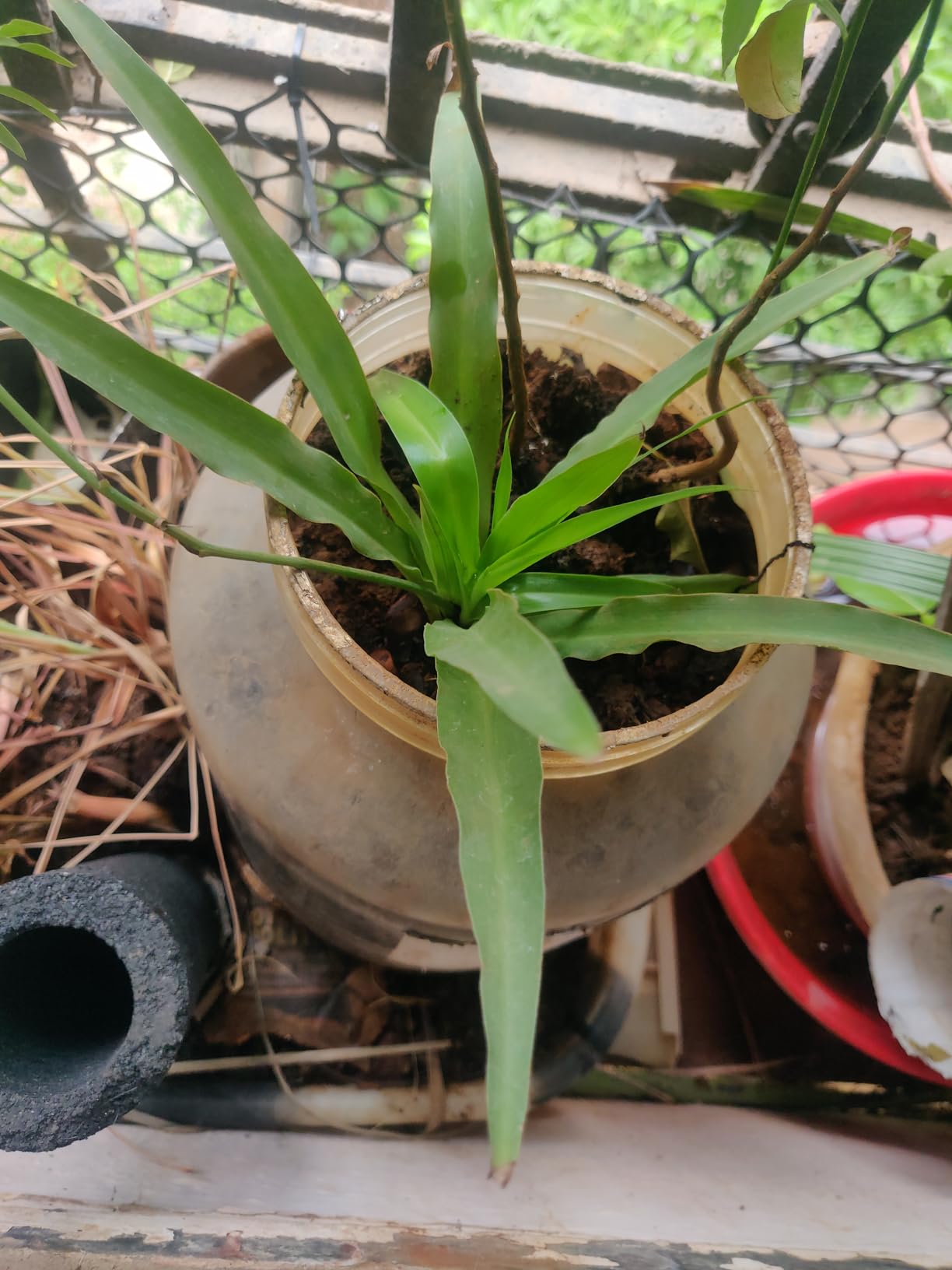 ROOKHRAJ PAUDHSHALA Safed Musli Plant, Shwet Musli Plant, Chlorophytum ...