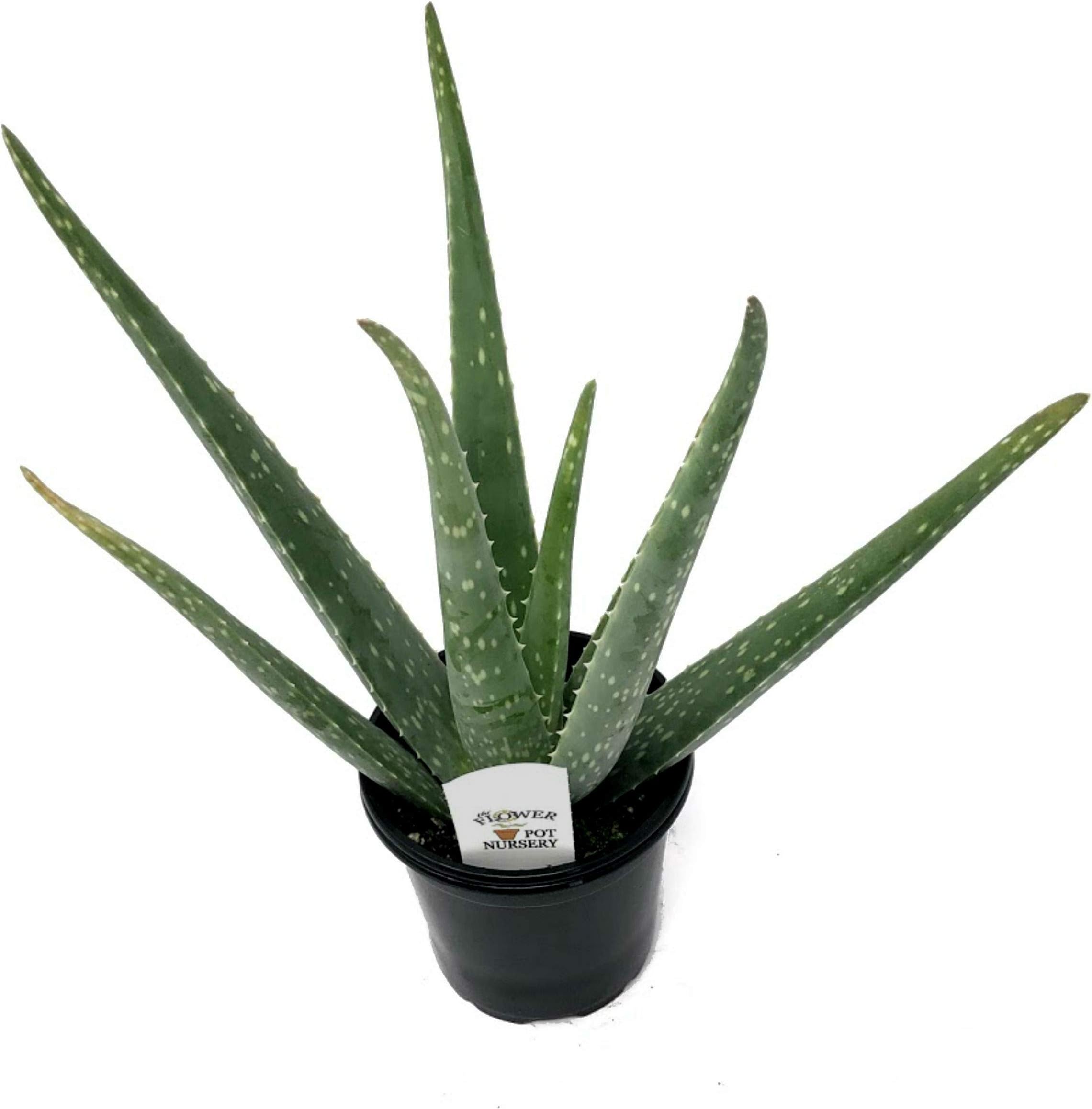 Amazon.com : Live Aloe Vera Succulent Aloe Barbadensis Aloe 8"-12" Tall ...