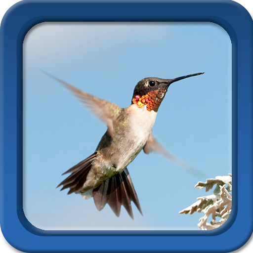 Hummingbirds Live Wallpapers - App on Amazon Appstore