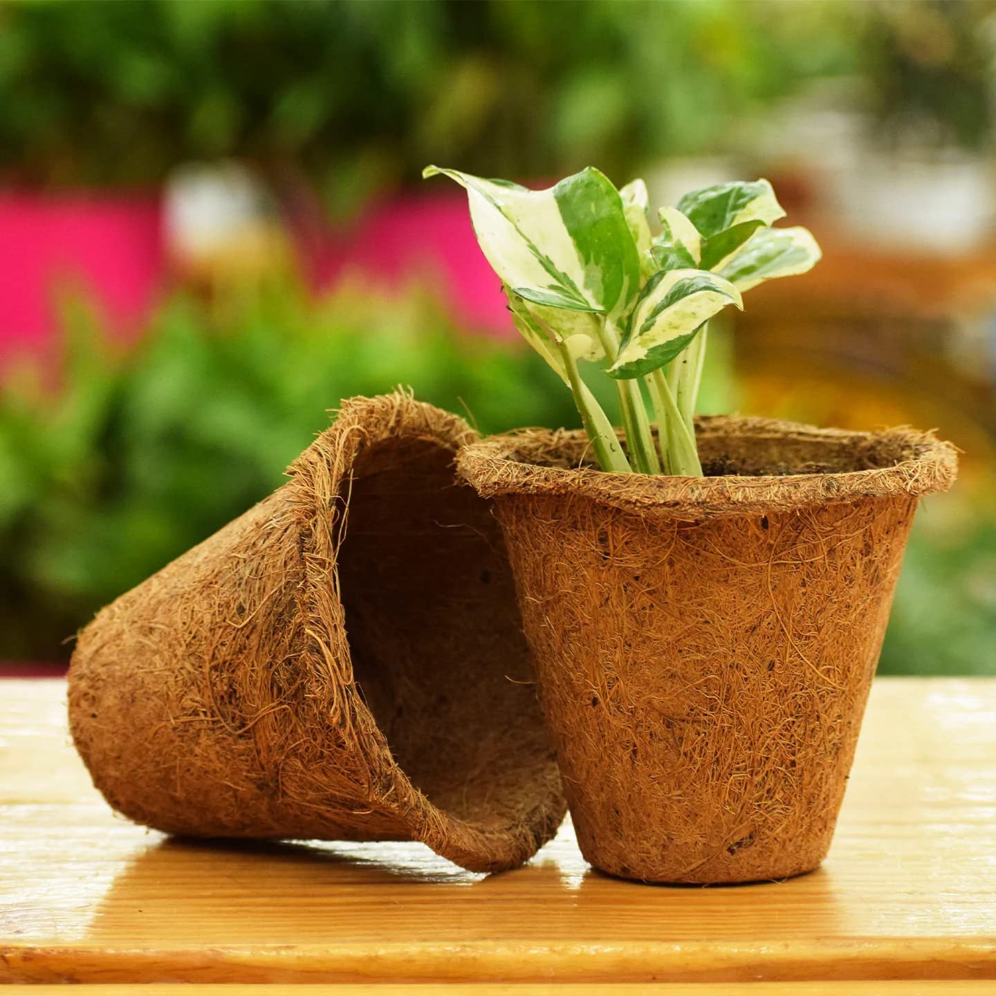 GROW RICH Natural Coir Pots for Plants/ Coco pots for Nursery Plants ...