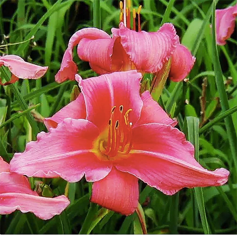 Amazon.com : Rose Red Ruffles Daylily - Bare Root Plant, Hardy ...