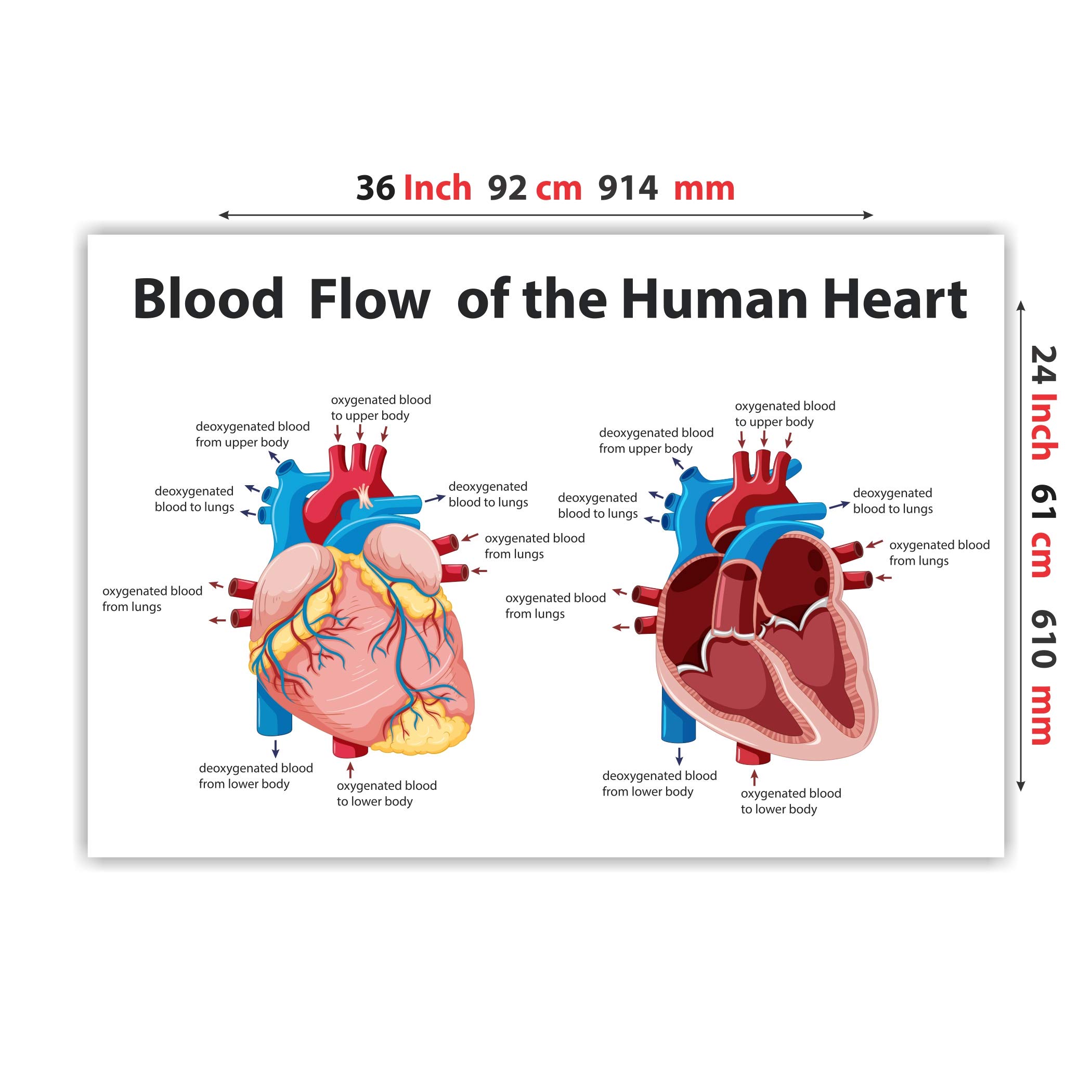 Pattern Of The Human Heart Blood Flow