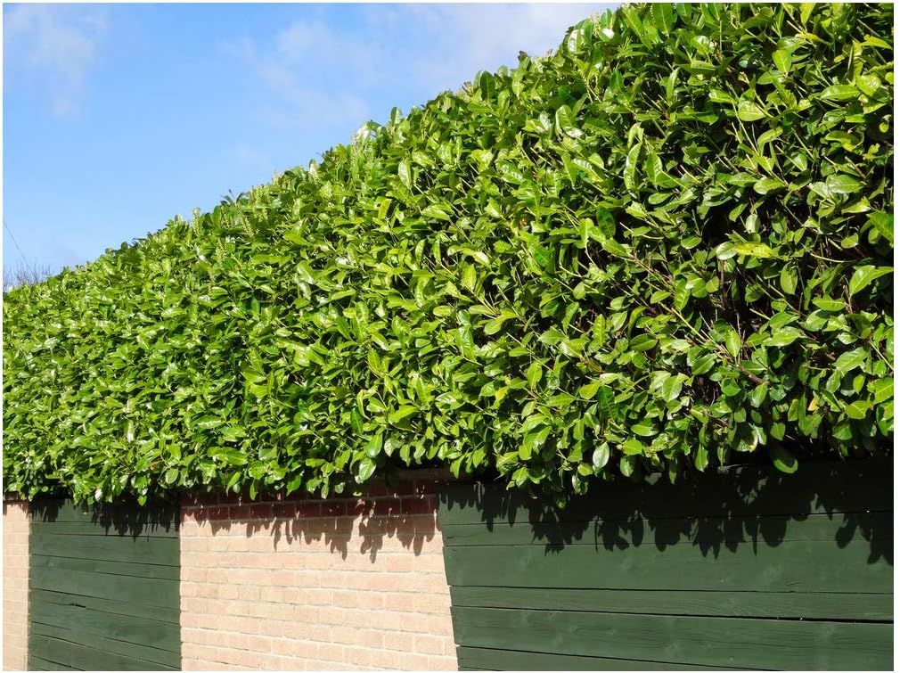 25 Cherry Laurel Fast Growing Evergreen Hedging Plants 20-30cm Tall ...