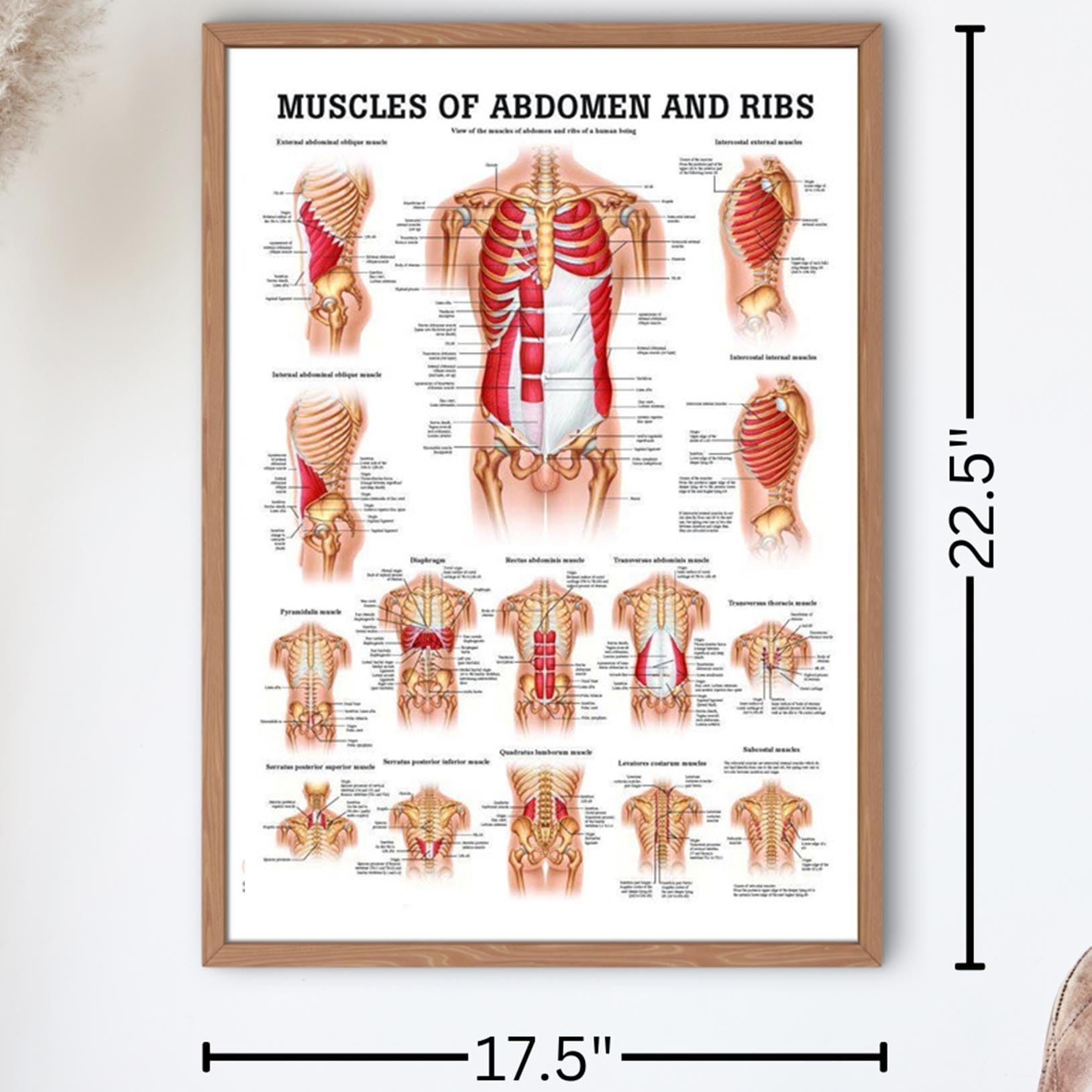 Ribs Anatomy Muscles
