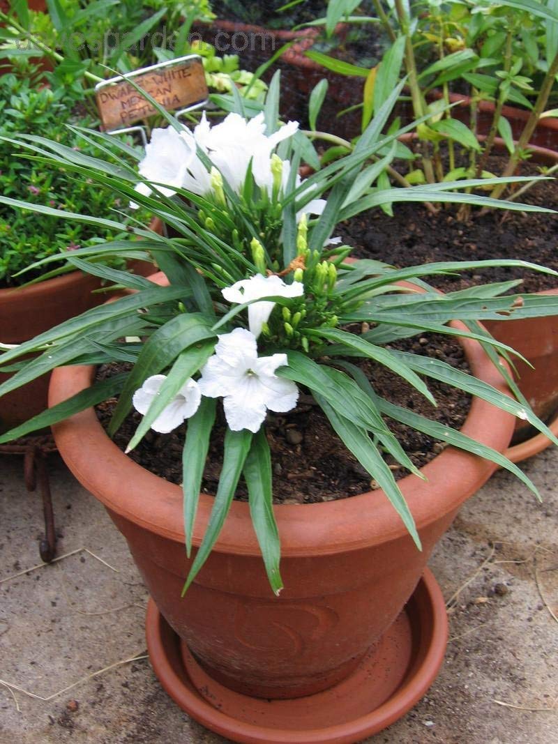 Ruellia Brittoniana Dwarf
