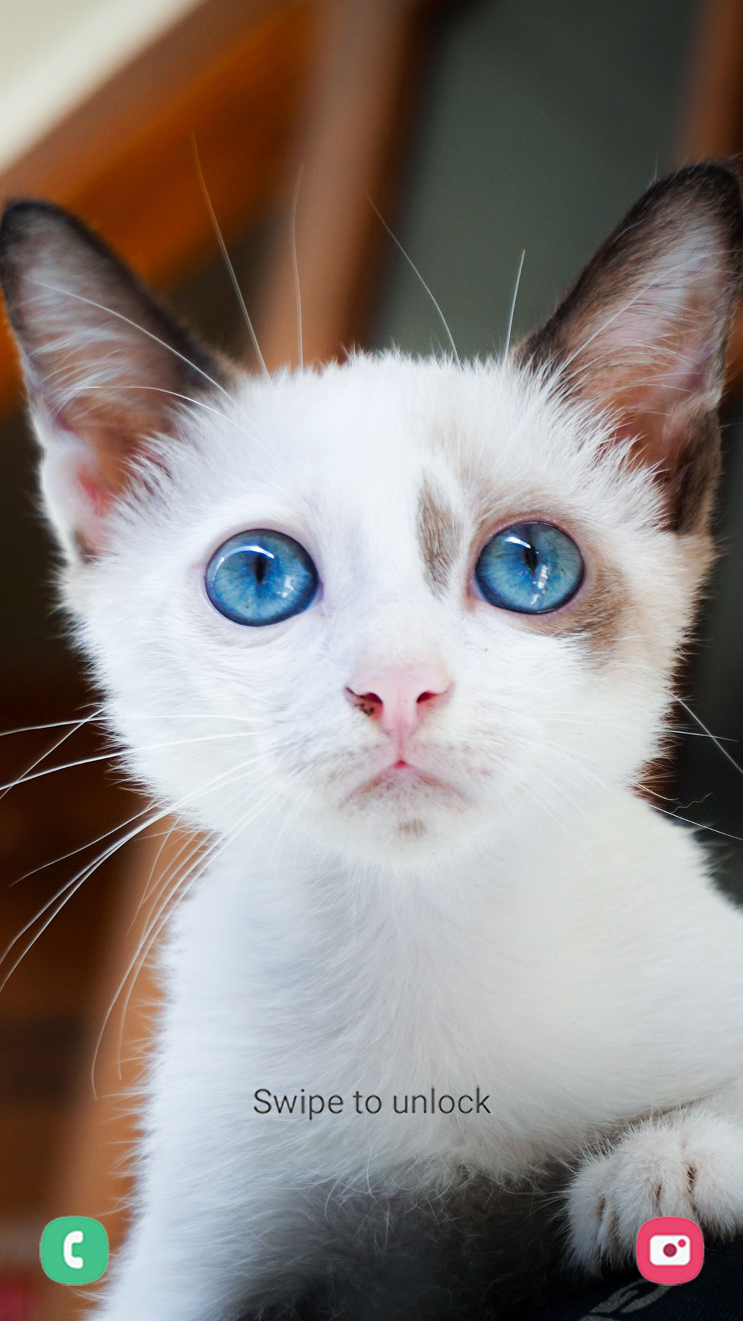Kitten Wallpapers - App on Amazon Appstore