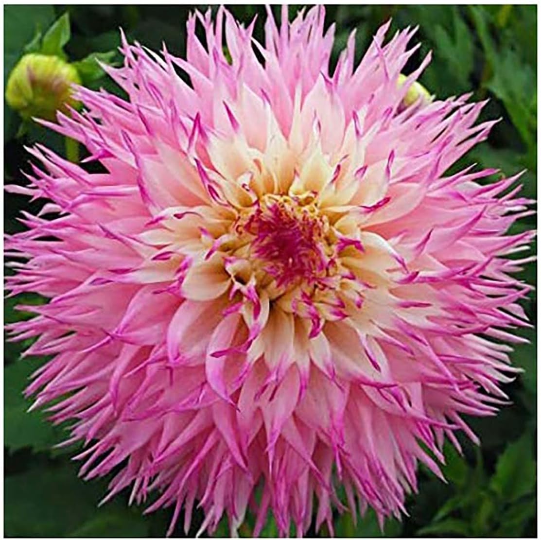 Amazon.com : Pineland Princess Cactus Dahlia - 5 Gallon Size Bare Root ...