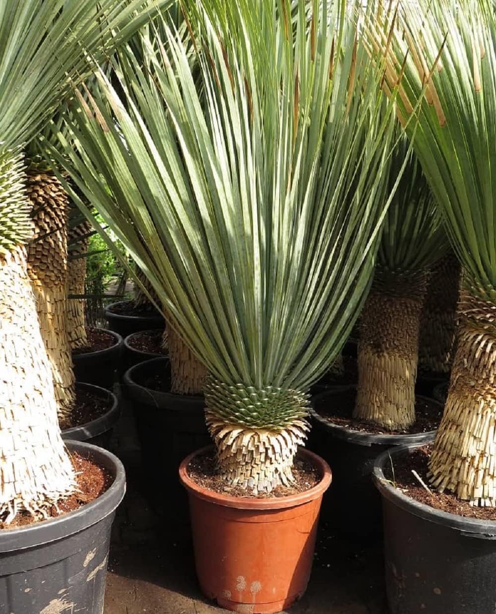 PflanzenFuchs® - Yucca rostrata - Blaublättrige Yucca - Stamm 20-30 cm ...
