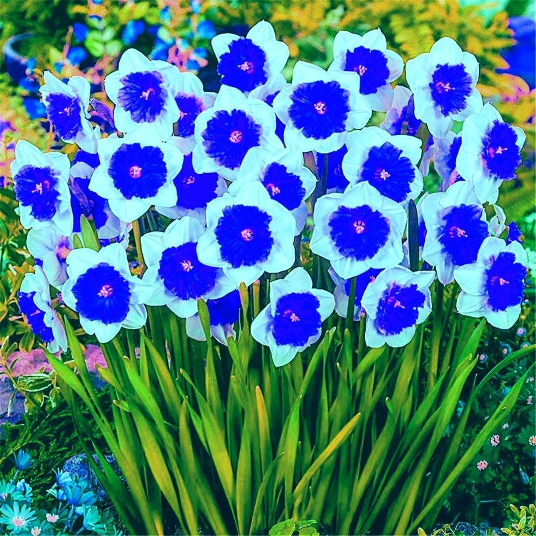 Amazon.com : Daffodil Tubers Bulbs Bulk Flower Plant Planted Lovely ...