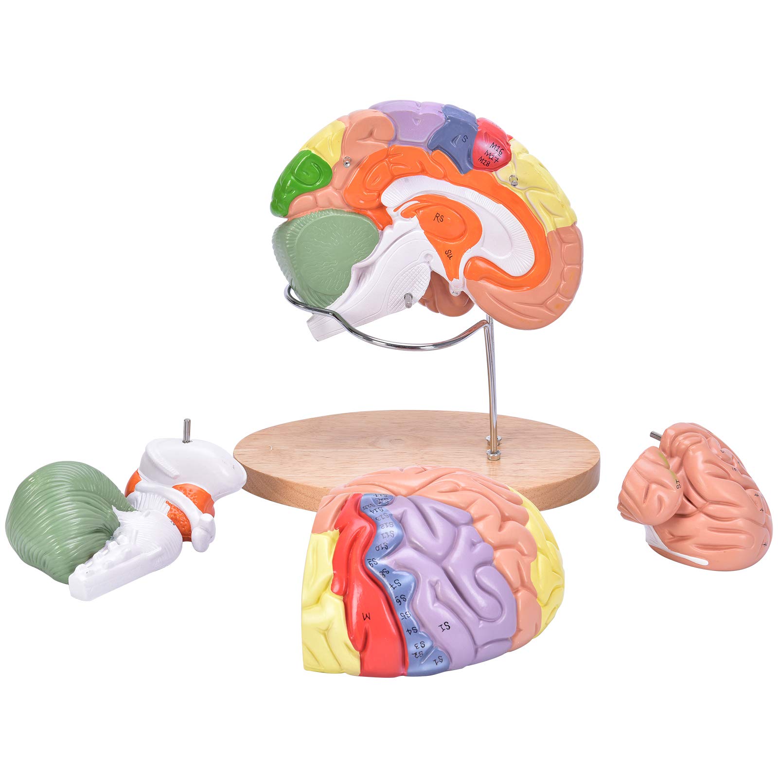 Buy Bavnnro Human Brain Model with Labels Human Regional Brain Model ...