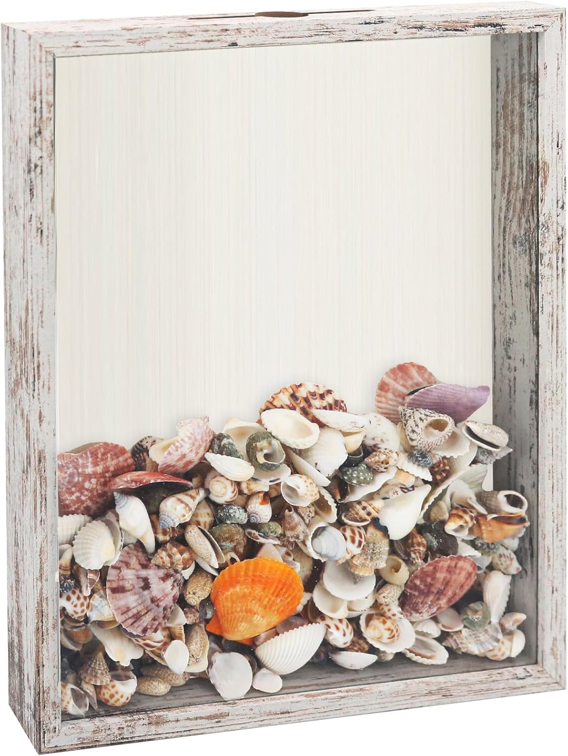 Amazon.com - FramePro Shadow Box Seashell Collection White 11x14 Top ...