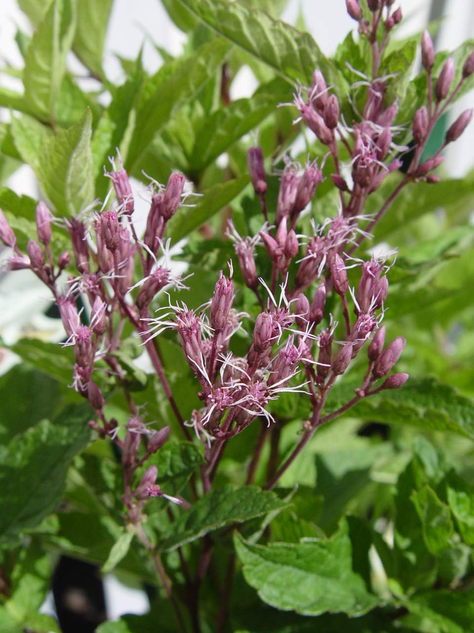 Amazon.com : American Beauties Native Plants Eupatorium dubium 'Little ...