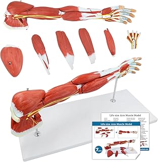 Understanding The Extensor Muscle In The Arm: Functions And Importance ...