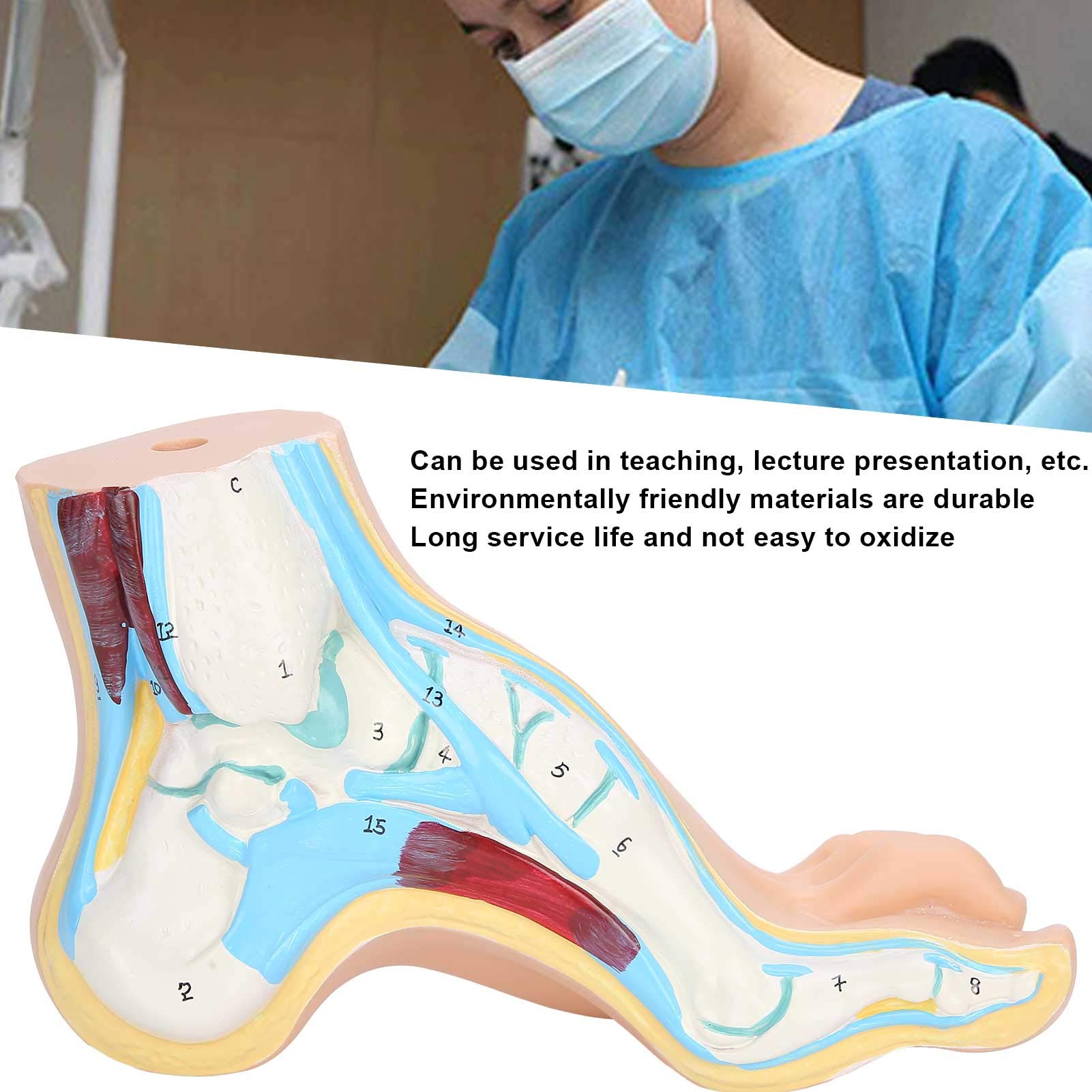 Snapklik.com : Human Foot Model For Teaching Adults Anatomy Model ...