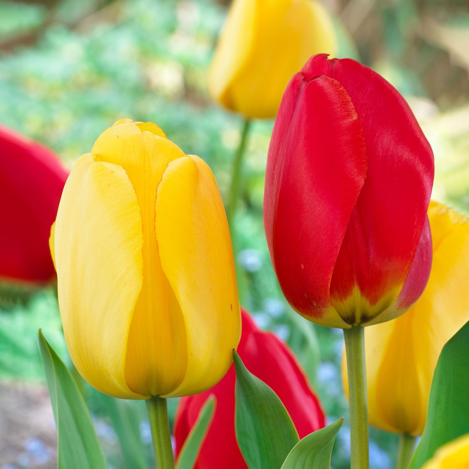 Amazon.com : Garden State Bulb Yellow and Red Mix Darwin Hybrid Tulip ...