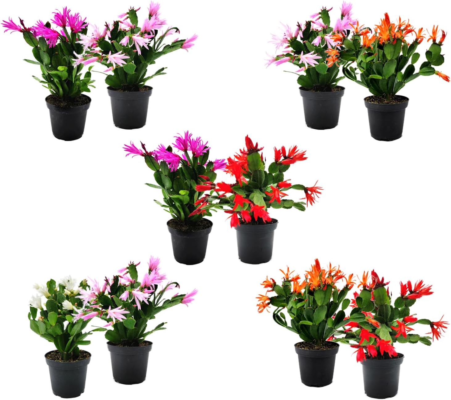 Amazon.com : 2PK 4”-Pot Spring Cactus, Rhipsalidopsis gaertneri, Easter ...