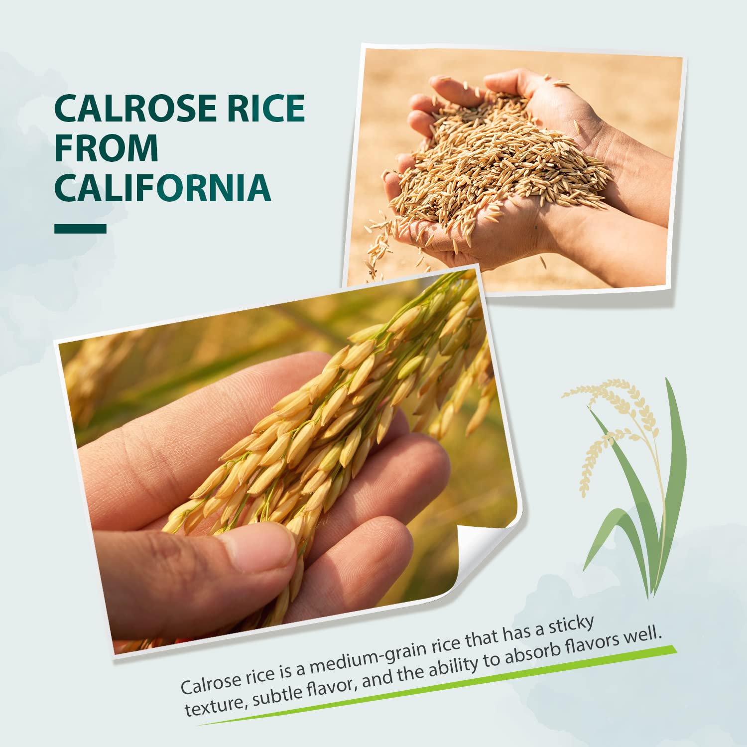 Soeos Premium Sushi Rice, Calrose Rice, Medium Grain, White Sticky Rice ...