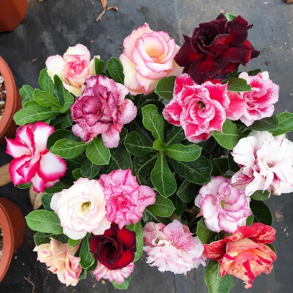 Amazon.com : 100 Pcs Mixed Color Desert Rose Seeds (Adenium Obesum ...