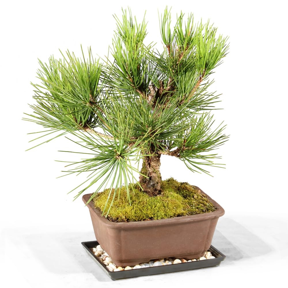 Amazon.com: Brussel's Bonsai Japanese Black Pine Nishiki Bonsai Tree ...