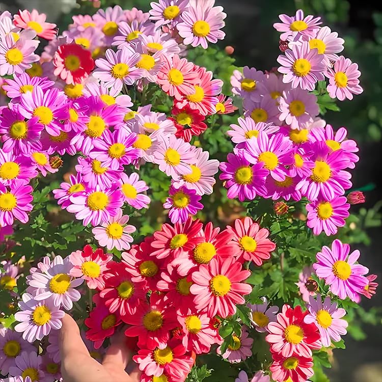 Amazon.com : 1000+Pyrethrum Seeds for Planting -Pyrethrum Flower Seeds ...