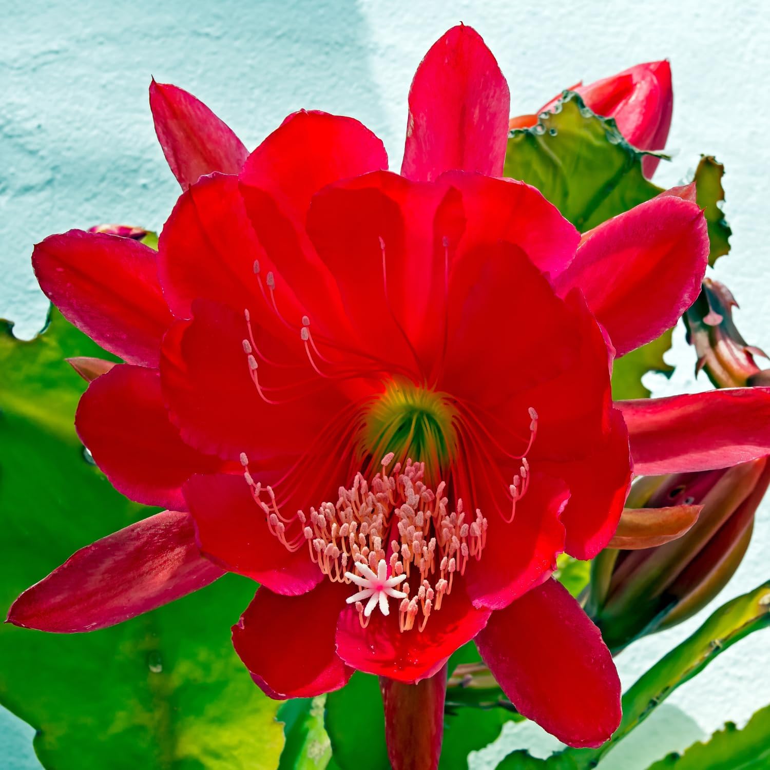 Amazon.com : 1 Feet Epiphyllum Orchid Cactus Plants Live, Vibrant Color ...