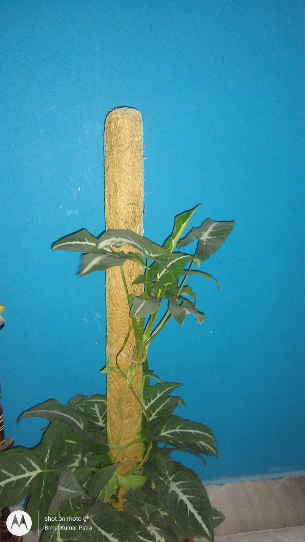 Coir Garden Coco Pole Moss and Coir Stick for Money Plant Support, 3Ft ...