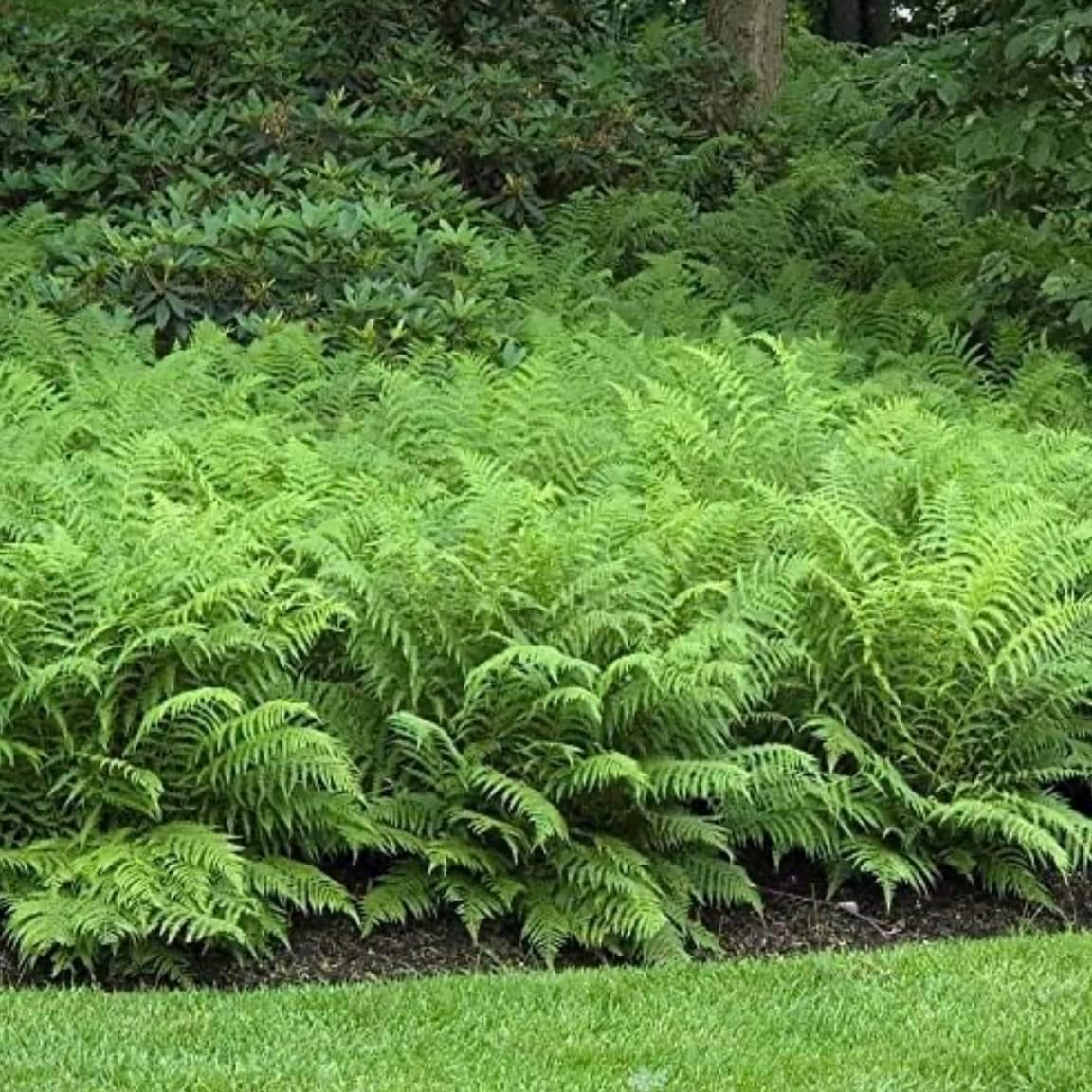 Amazon.com : (3) Shade Loving Perennials, Hardy Ferns, Ostrich ...