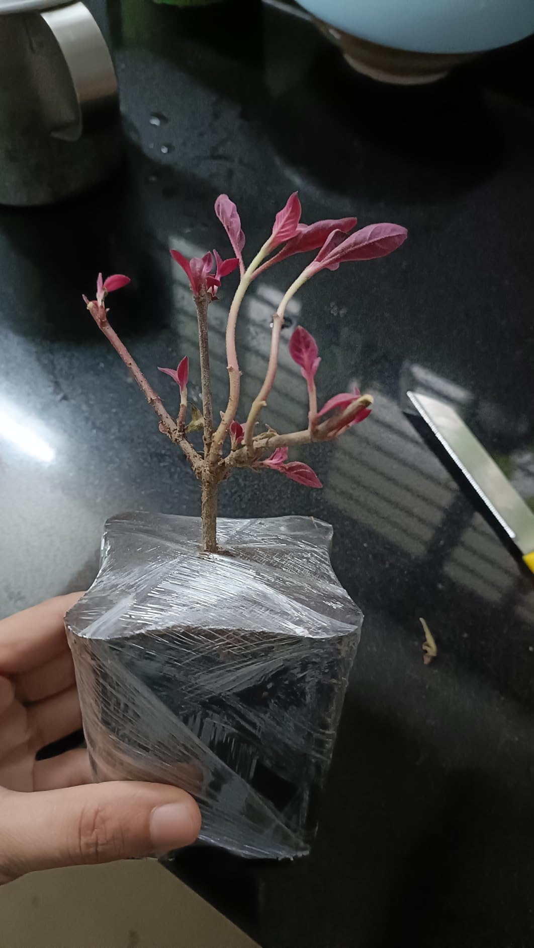 EverSneh Real Live Lalsha Eranthemum Red (Graptophyllum - Lalsa) Plant ...