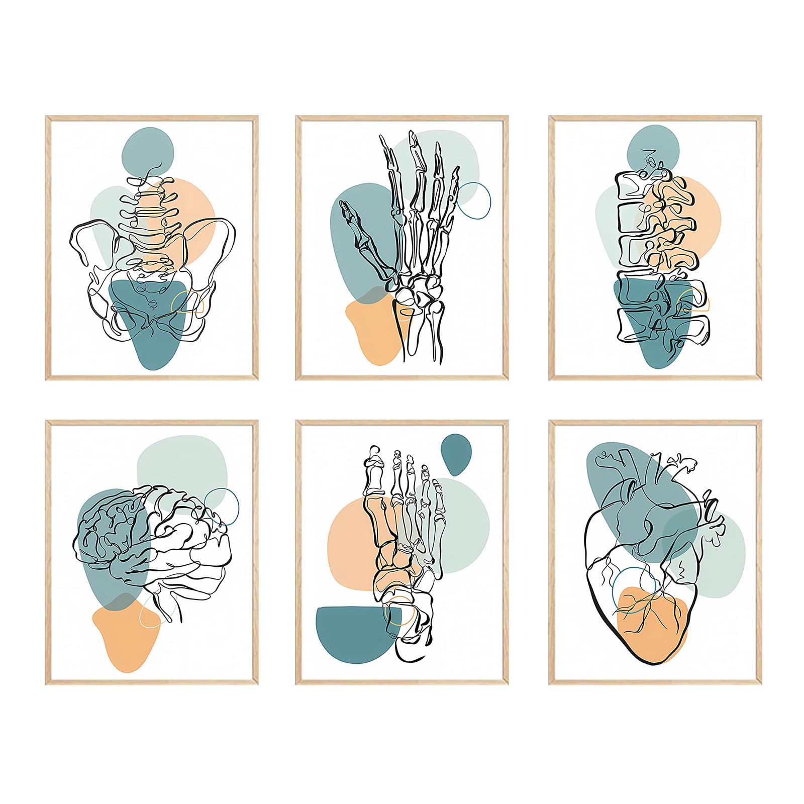 Amazon.com: Boho Skeletal Wall Art Set of 6 Anatomy Wall Art, Hand ...