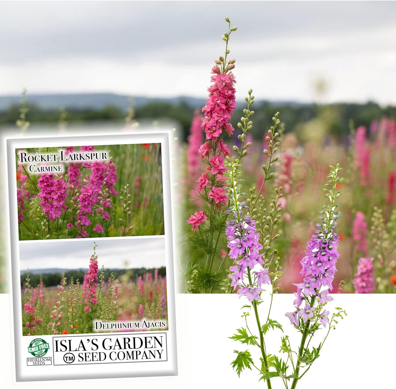 Amazon.com : Larkspur Giant Imperial Flower Mix Delphinium Consolida ...