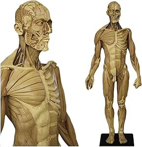 Medical Anatomical Model, Male Anatomy Figure Human Body ...