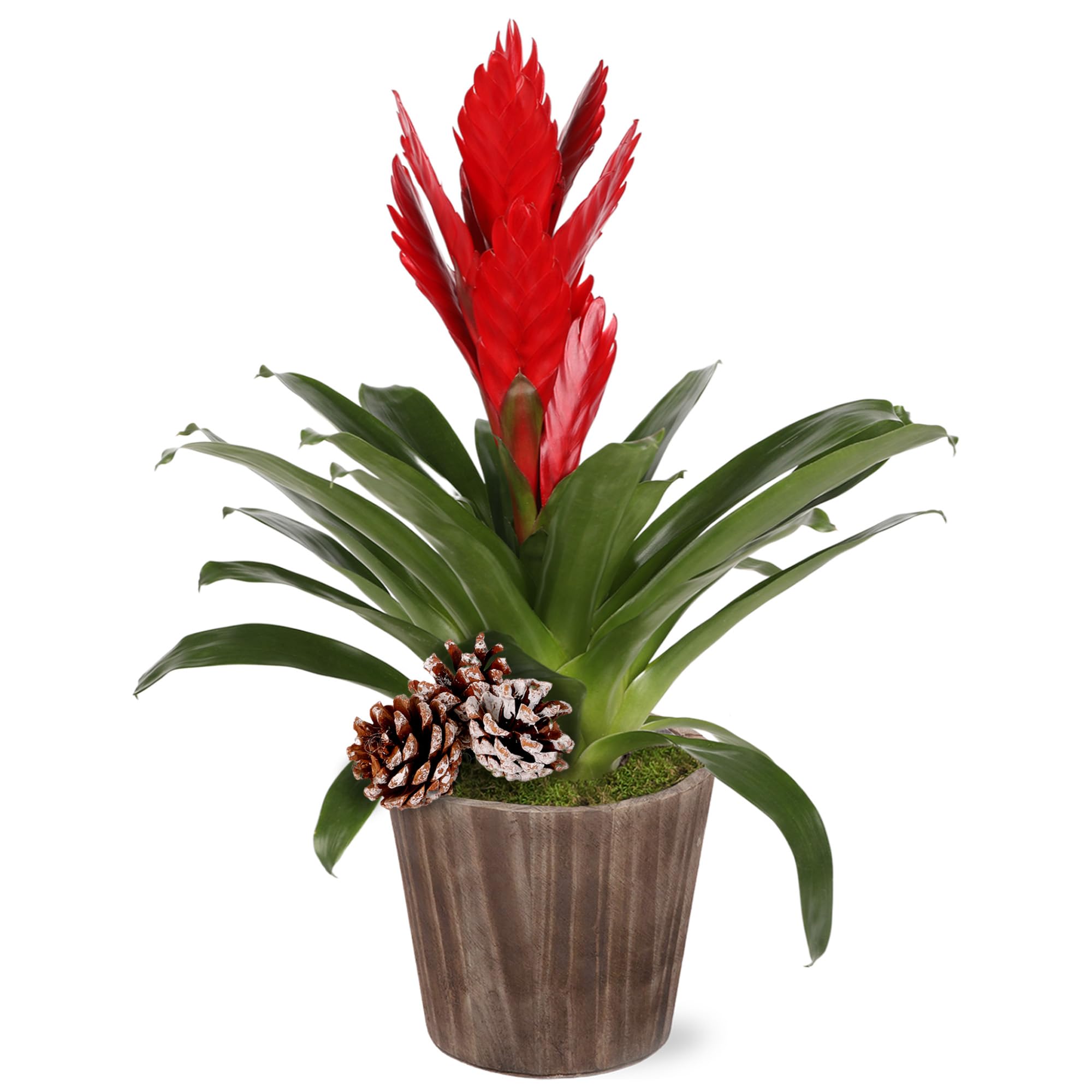 Amazon.com: Just Add Ice SA5116 Red Vriesea Bromeliad in Brown Wooden ...