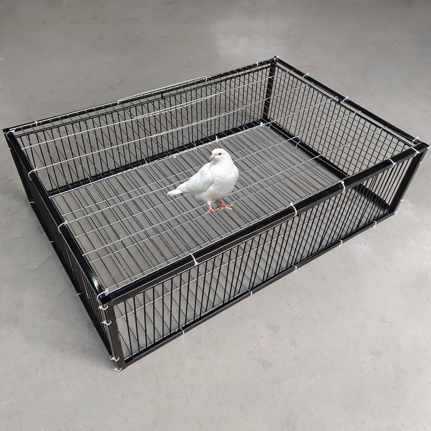 Amazon.com : NEONMAN Pigeon Trap with Escape-Proof Design, One-Way ...
