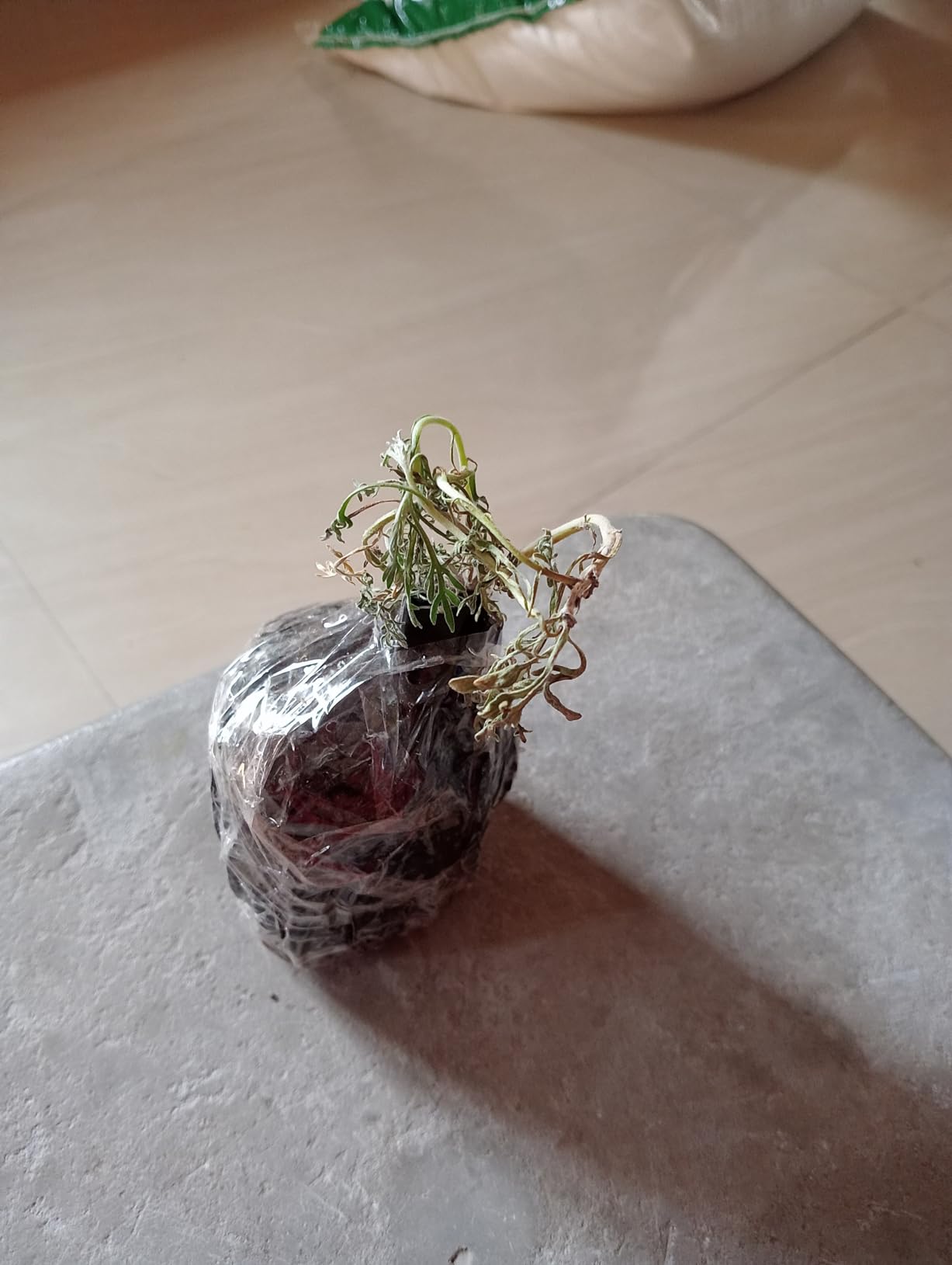 Anuraj farms dhavanam lie plant,Davanone, davan ether, davana furan and ...