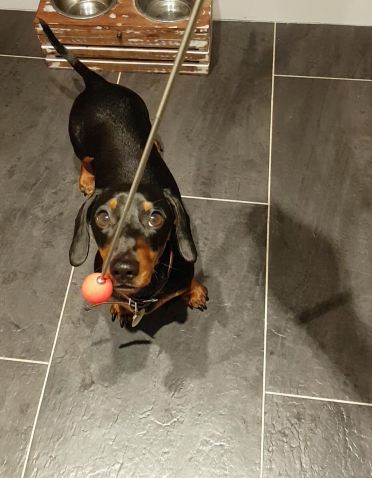 Coachi Target Stick, Telescopic Design with Large Ball for Target, Dog ...