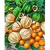 Amazon.com : KIRA SEEDS - Seeds Cape Gooseberry Peruvian Groundcherry ...