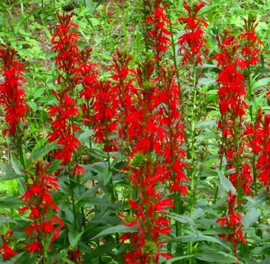 Amazon.com : Cardinal Flower Seeds - Lobelia cardinalis -700 Seeds or ...
