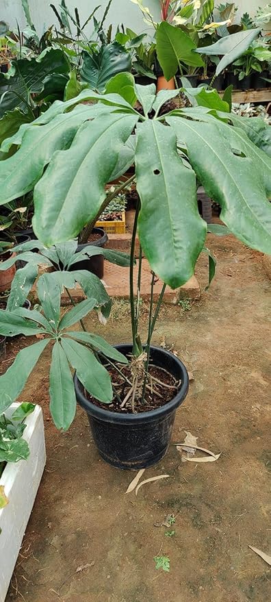 NATURE SENSE Anthurium Digitatum Air Purifier Rare Indoor Live Plants ...