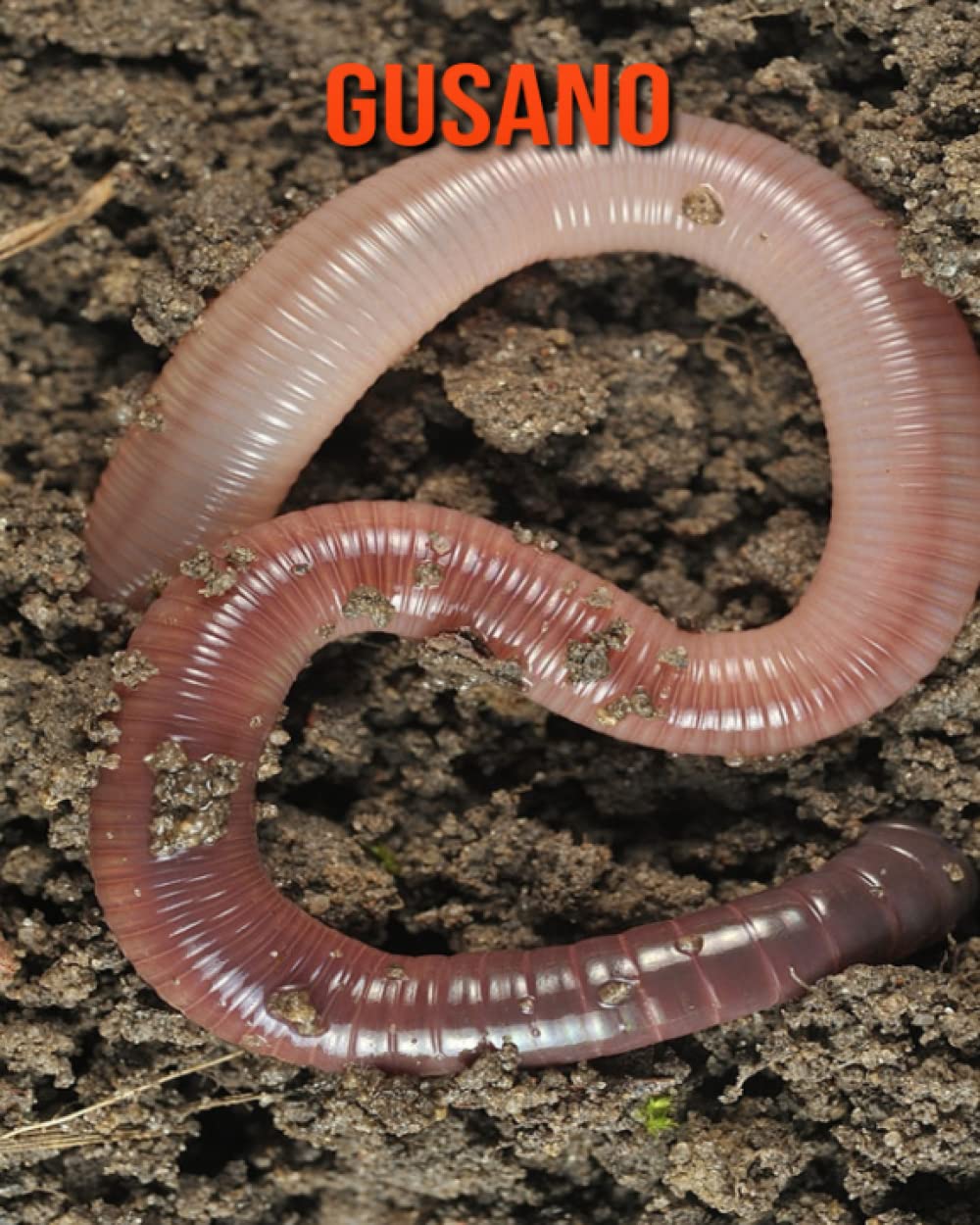 Buy Gusano: Libro para niños con imágenes asombrosas y datos curiosos ...