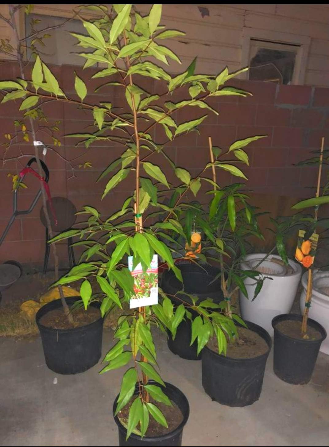 Amazon.com : Capulin Fruit Tree Mexican Cherry Cereza Mexicana (Prunus ...