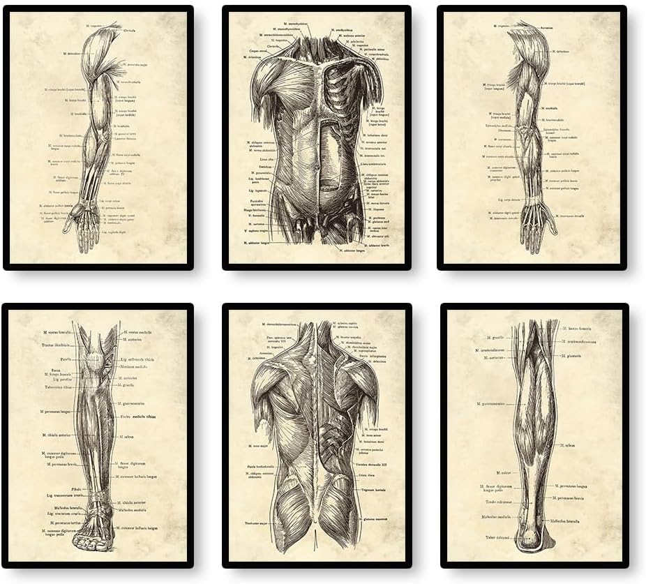 Conjunto de 6 quadros de parede vintage anatomia do corpo humano ...