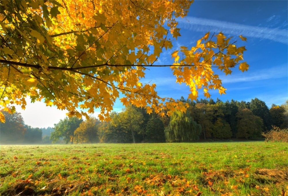 Amazon.com : LFEEY 7x5ft Sunny Autumn Scene Backdrop Country Scenic ...