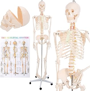 Skeleton Stand, Life Size Model, Standing Human Skeletons, 71x20x20 ...