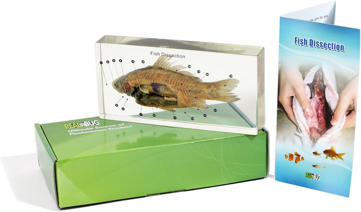 REAL BUG T601 Fish Dissection Kit, Science - Amazon Canada