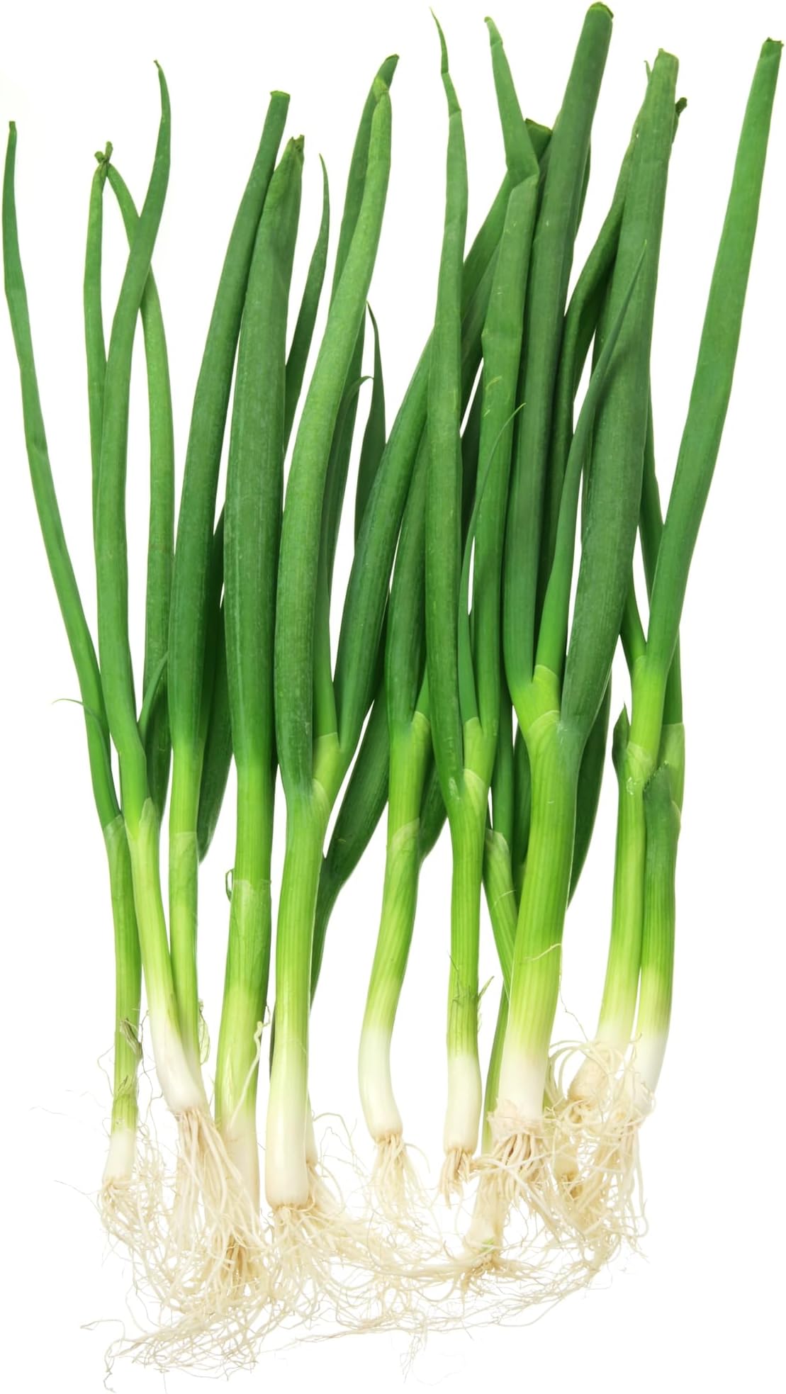 Suttons - Spring Onion Seeds - Red & White Mix : Amazon.co.uk: Garden