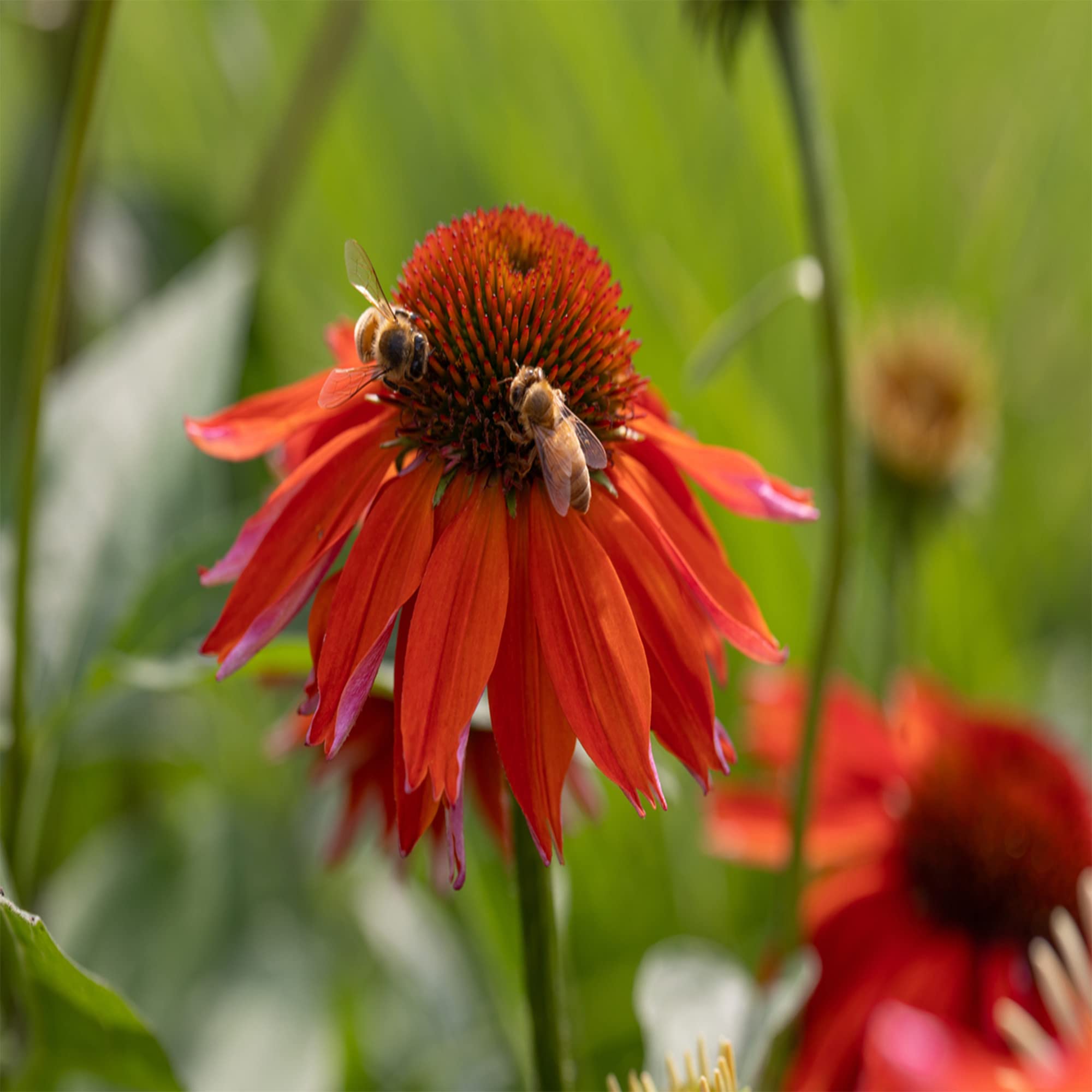 Red Coneflower