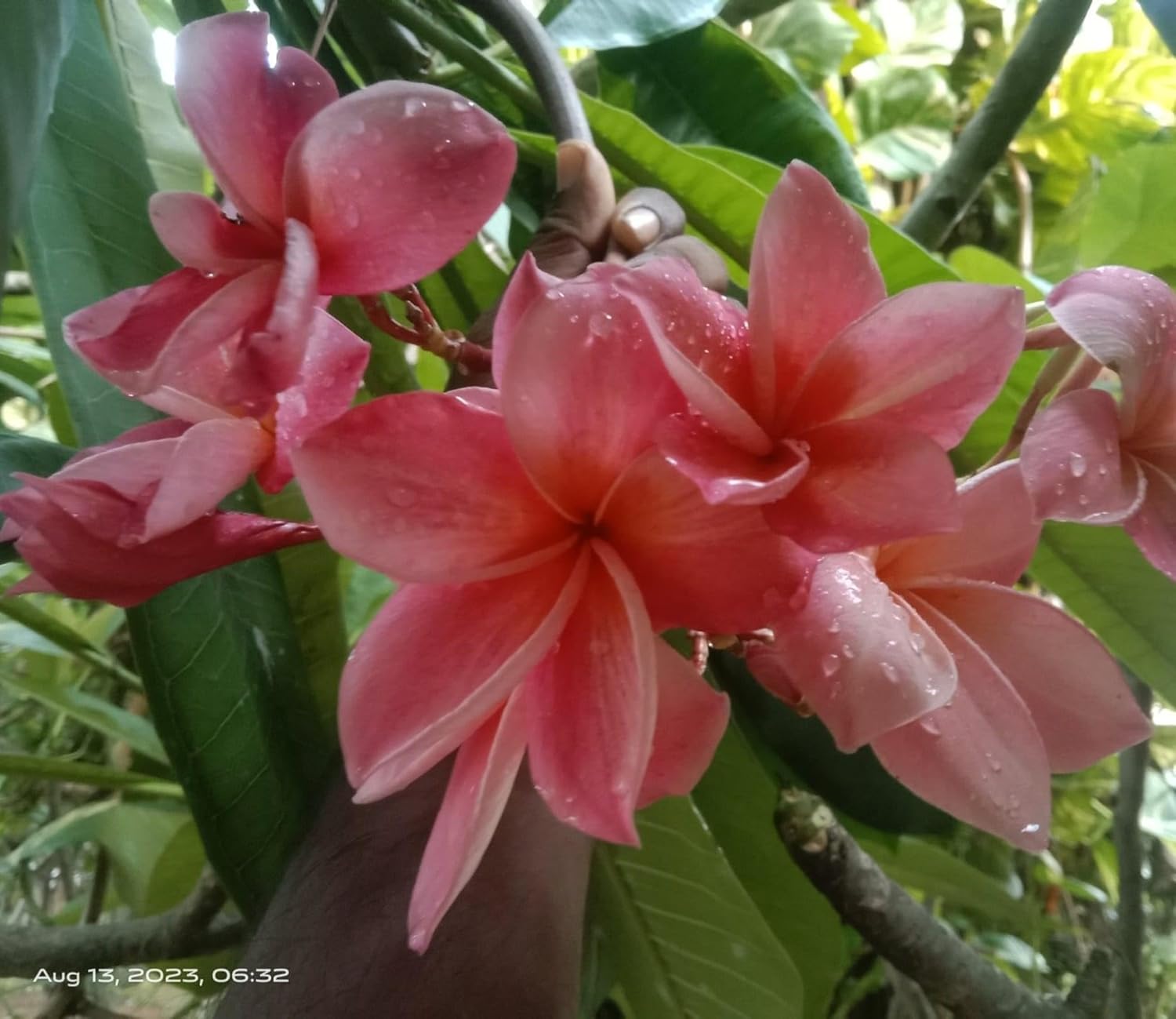 Green Horizon® Plumeria Champa Champak Chapa Golok chapa Rakth champa ...