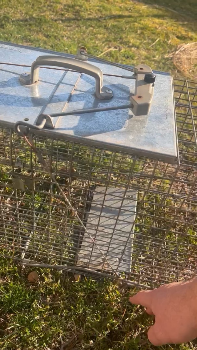 Watch Raccoon trap Havahart Large 1-Door Humane Catch on Amazon Live
