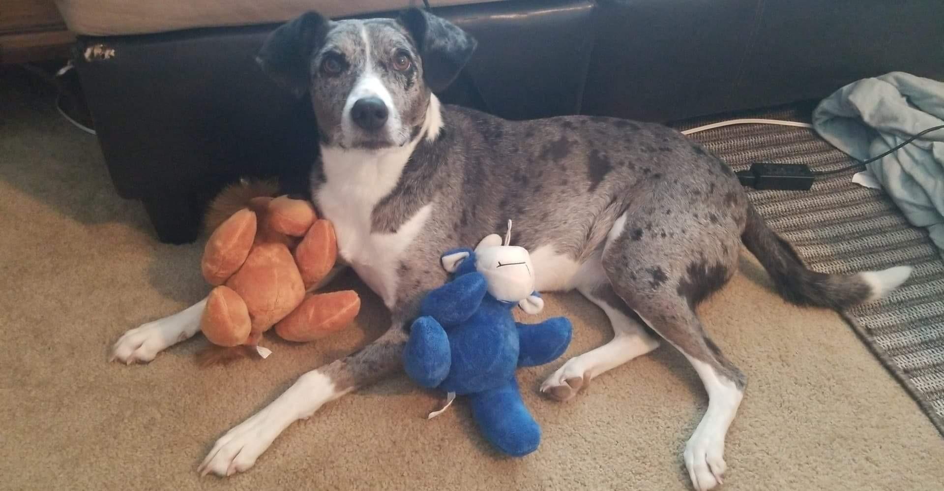 Pet Supplies : Rippys Interactive Pull Apart Dog Toy - Cow : Amazon.com